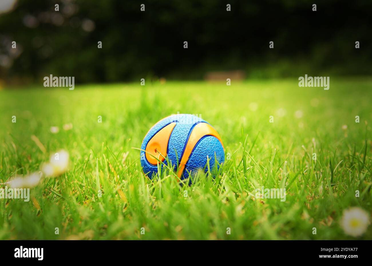 Obsessed dog owner hi-res stock photography and images - Alamy