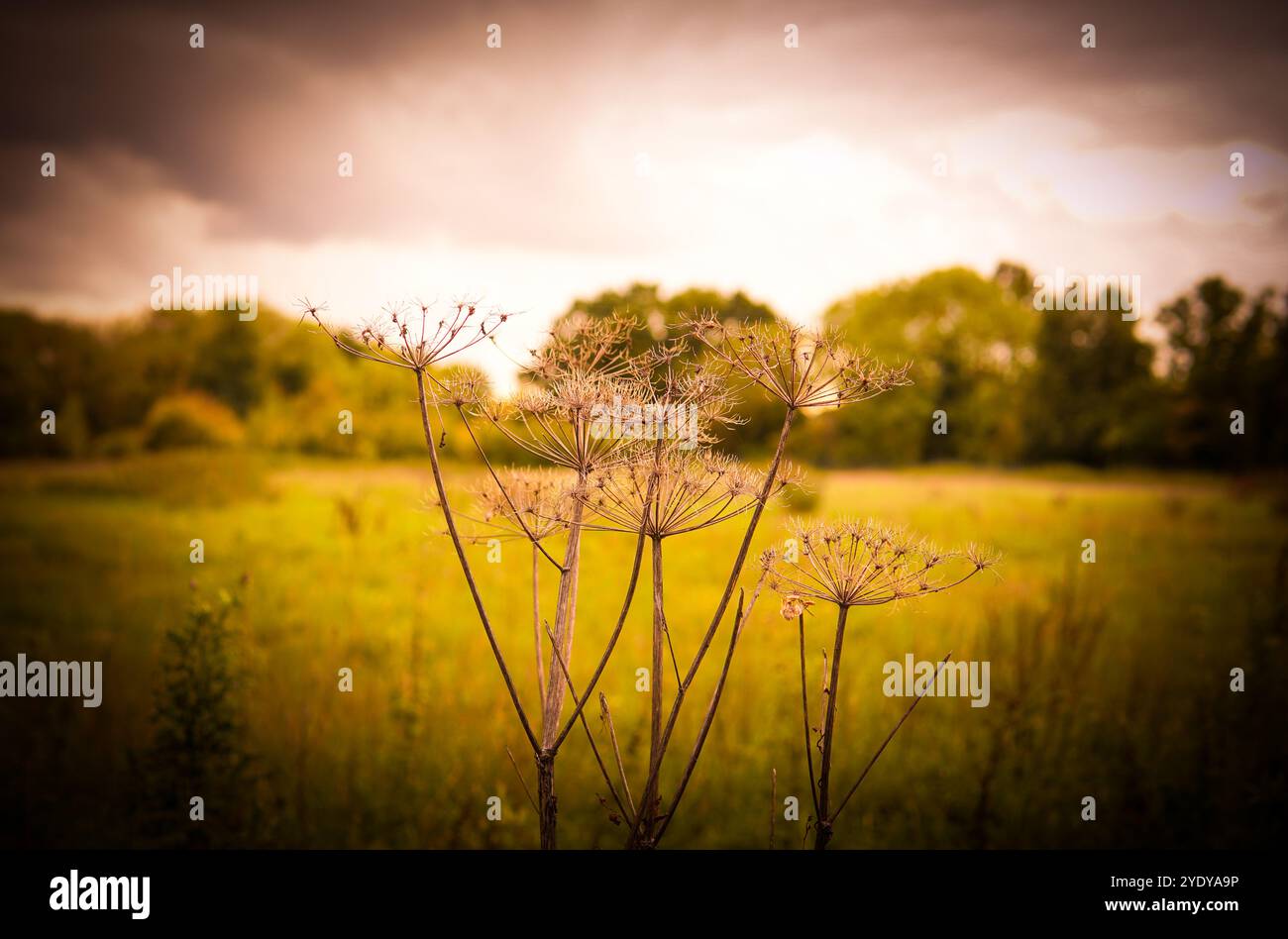 Symbolic view of Nature through a human's eye Stock Photo - Alamy