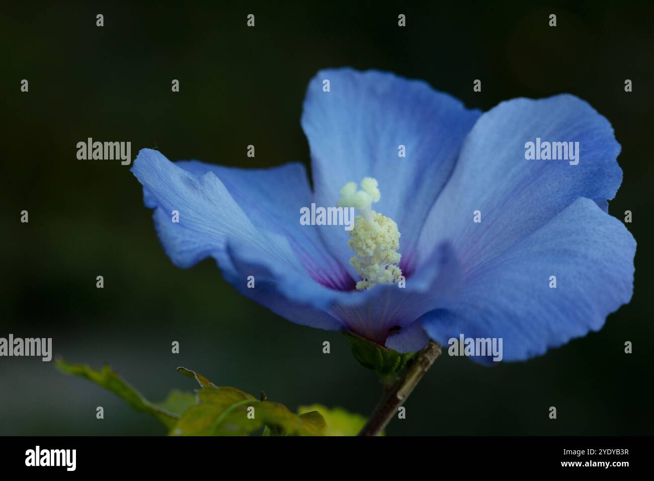 The blue flower of the Syrian hibiscus, also known as the Rose of ...