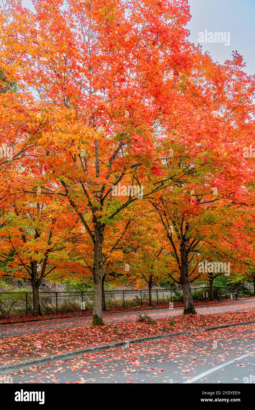 Trees with brilliant fall colors at Coulon Park in Renton, Washington Stock Photo - Alamy