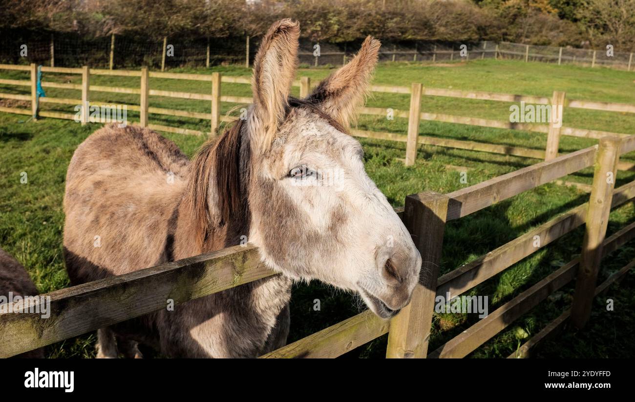 Donkey looking over a fence hi-res stock photography and images - Alamy