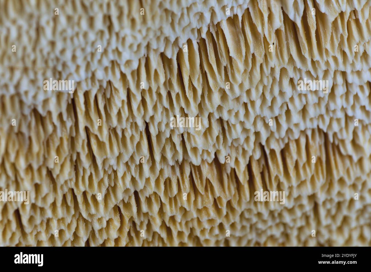 Detail fungi Spore - sporangium is a structure in which spores (spores ...