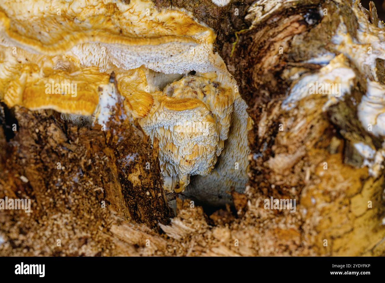 The eastern box turtle (Terrapene carolina carolina). A land turtle ...