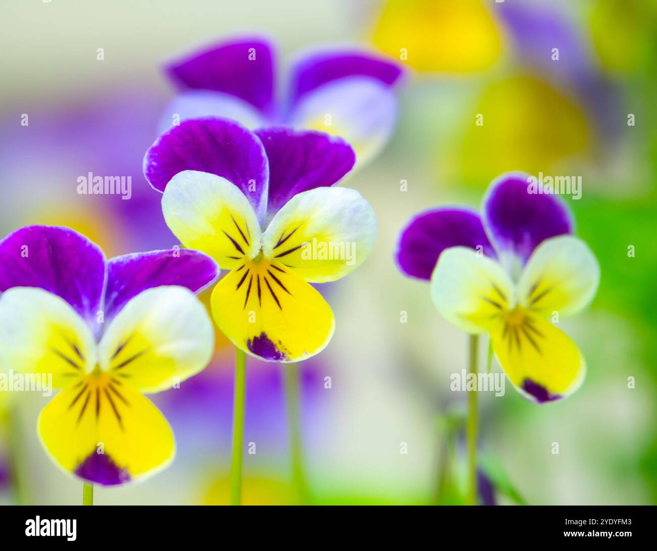 Miniature pansies hi-res stock photography and images - Alamy
