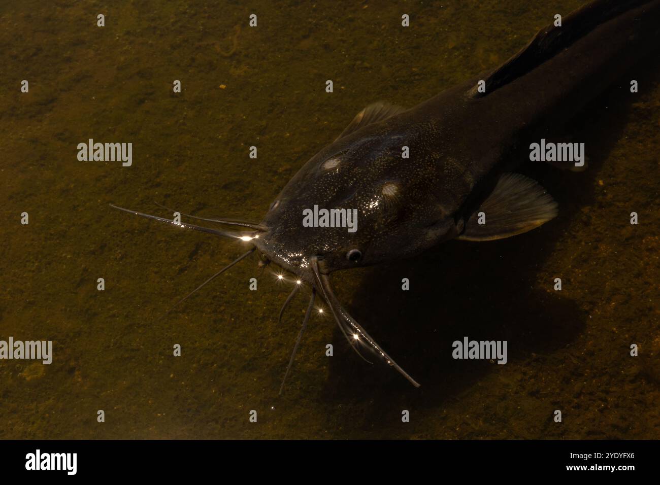 black catfish lies in shallow water, in a river in Thailand. Fish photo ...