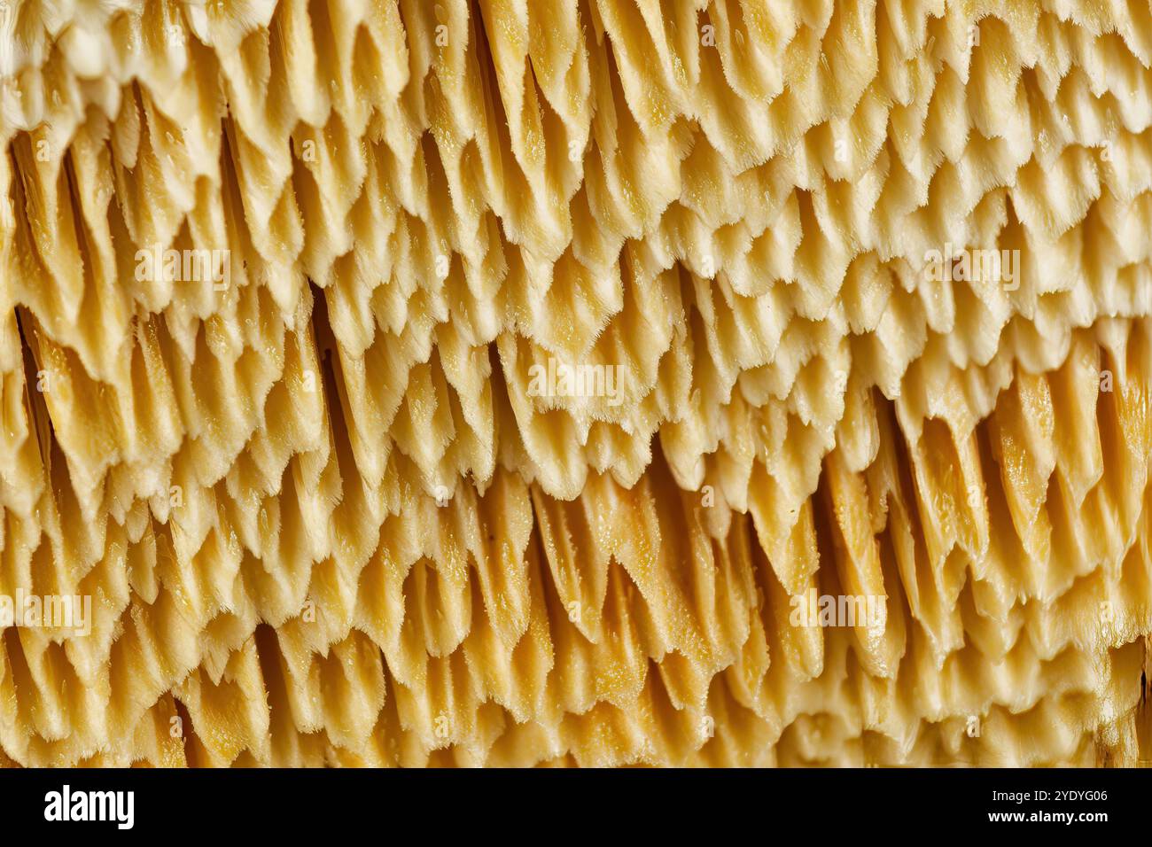 Mycorrhizal fungi growth hi-res stock photography and images - Alamy