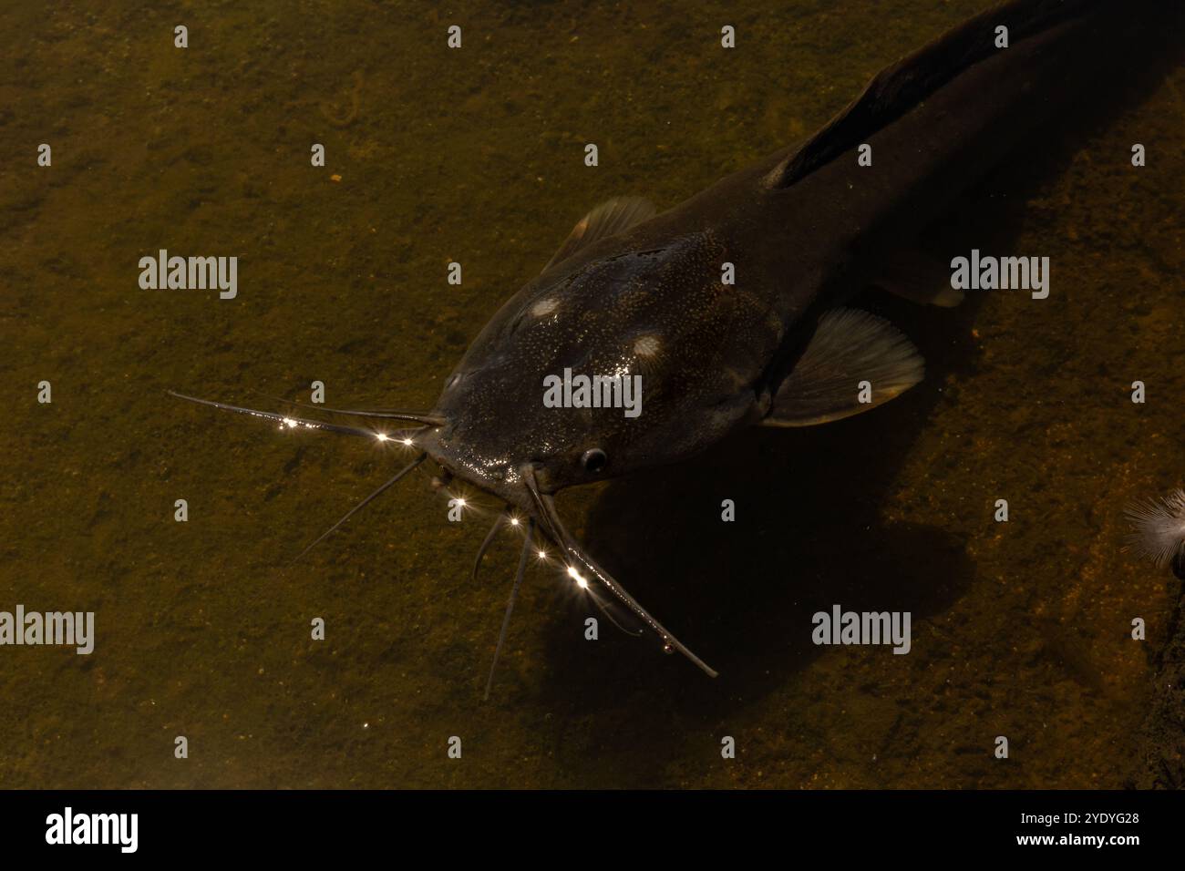 black catfish lies in shallow water, in a river in Thailand. Fish photo ...