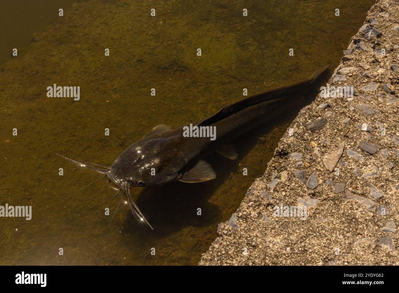 black catfish lies in shallow water, in a river in Thailand. Fish photo ...