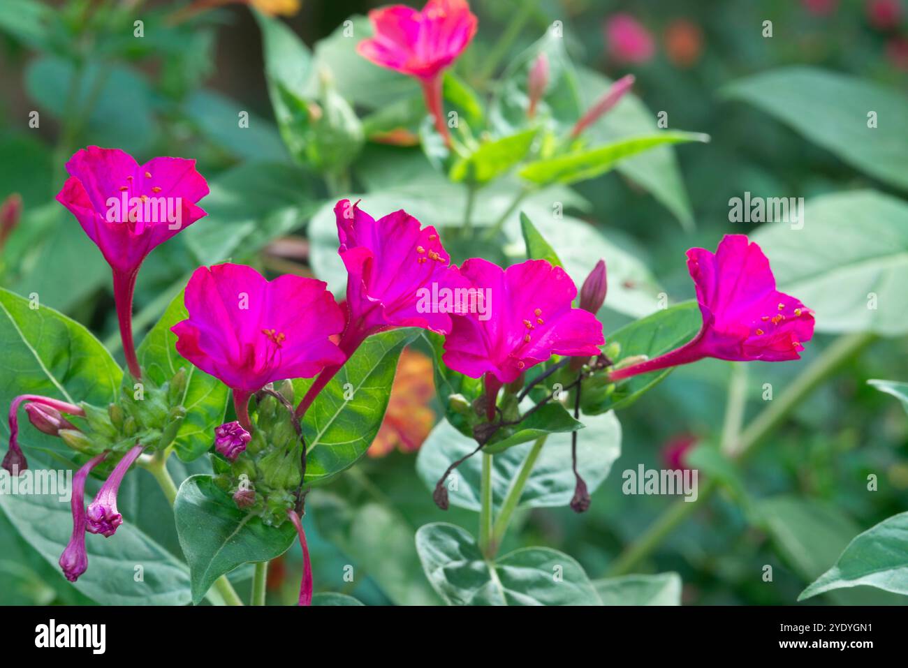 Marvel of Peru Flowers, Mirabilis Jalapa Stock Photo - Alamy