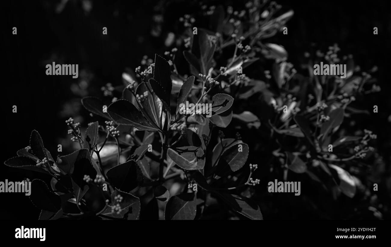 Darkness power Black and White Stock Photos & Images - Alamy