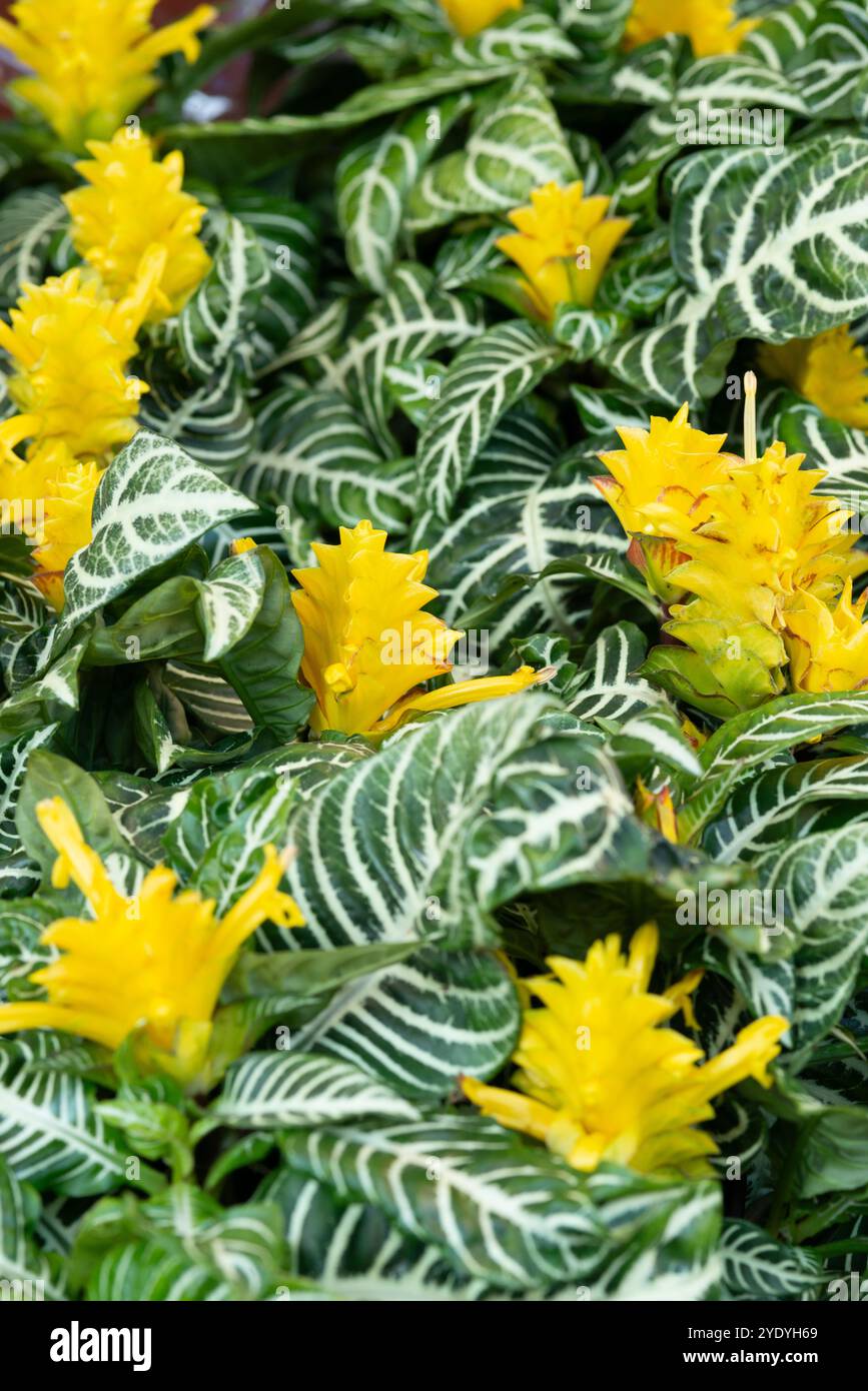 Zebra Plant Flower, Aphelandra Squarrosa Stock Photo - Alamy