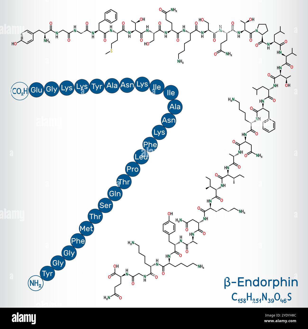 Beta endorphin molecule. Structure and amino acid sequence. Endogenous ...