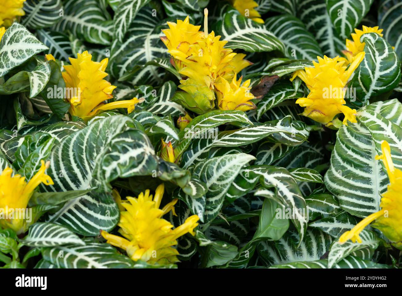 Yellow aphelandra hi-res stock photography and images - Alamy
