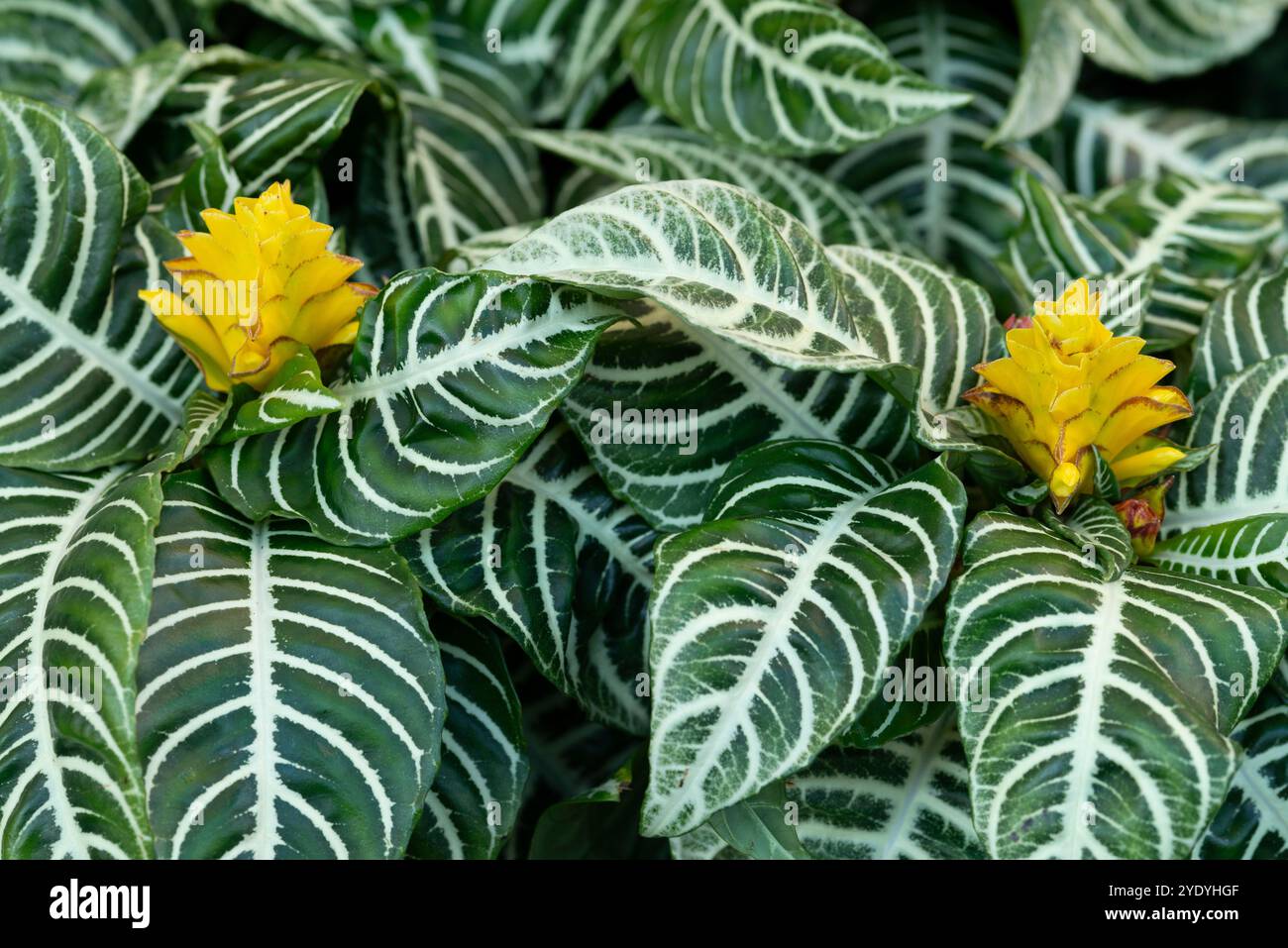 Yellow aphelandra hi-res stock photography and images - Alamy