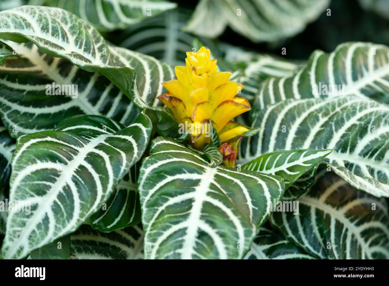 Zebra Plant Flower, Aphelandra Squarrosa Stock Photo - Alamy