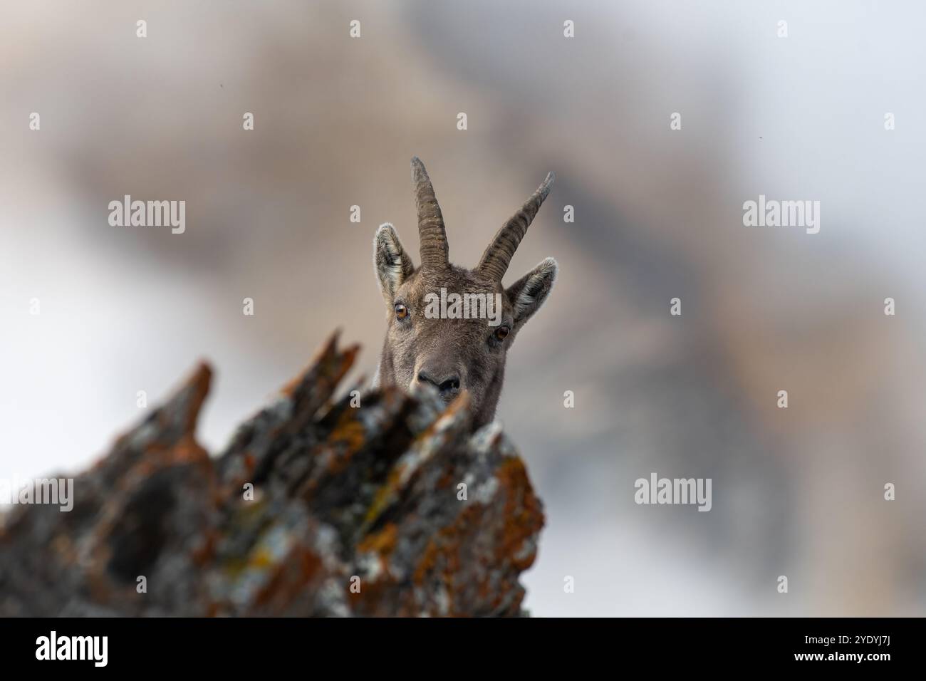 A curious alpine ibex peeks over a rugged rock formation, its face ...