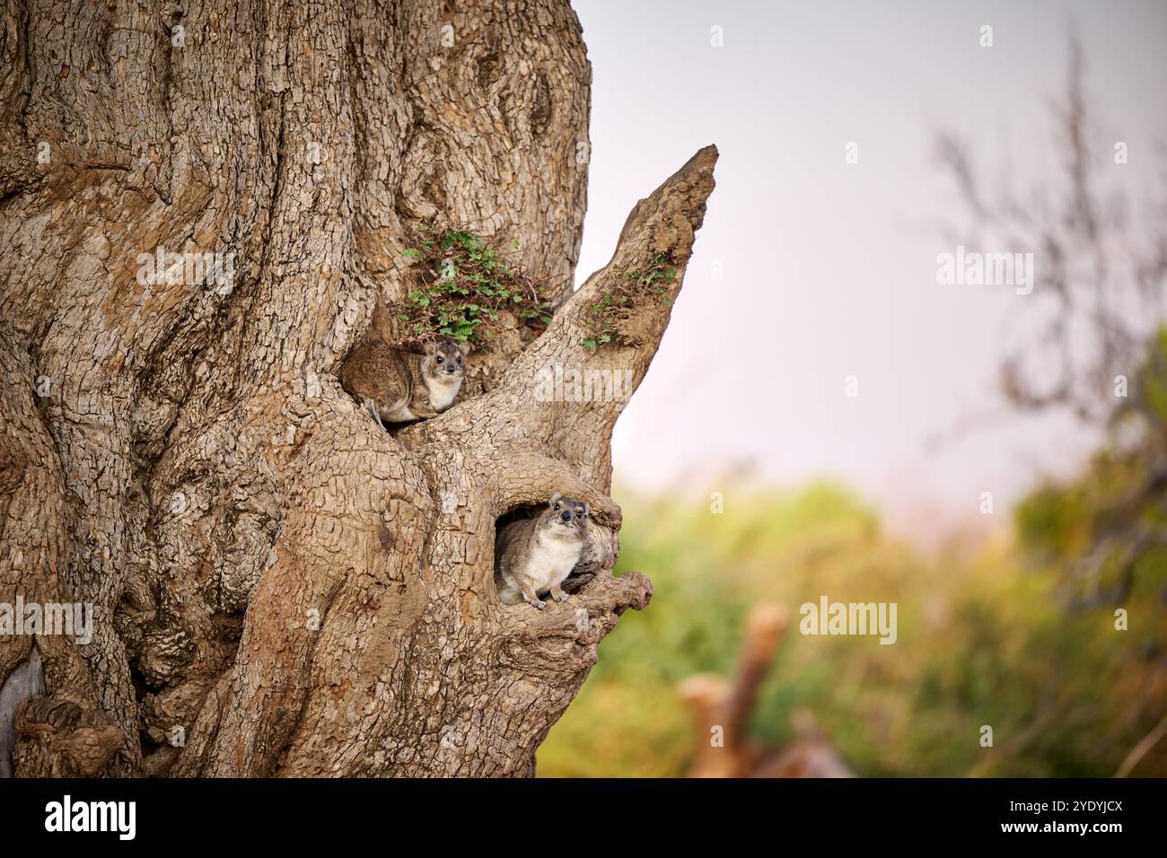 southern tree hyrax (Dendrohyrax arboreus), South Luangwa National Park ...