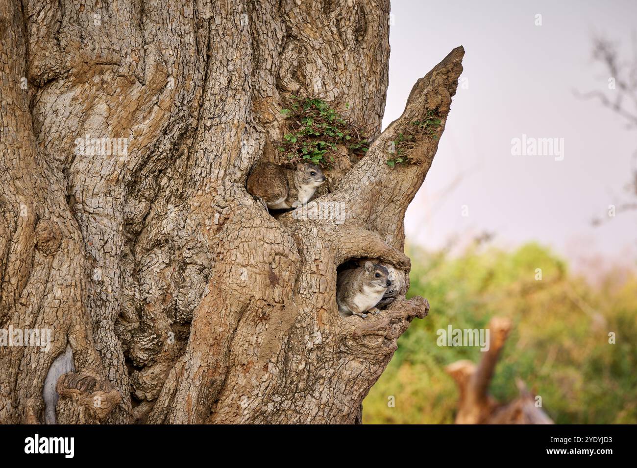 southern tree hyrax (Dendrohyrax arboreus), South Luangwa National Park ...