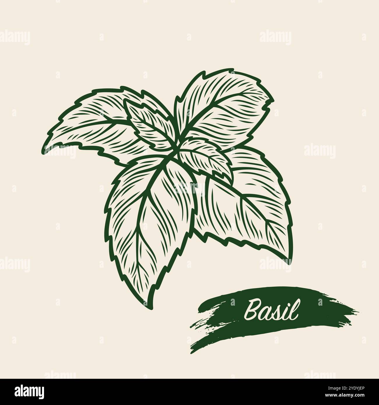 Basil branch in line drawing style. Basil leaves in engraving style ...