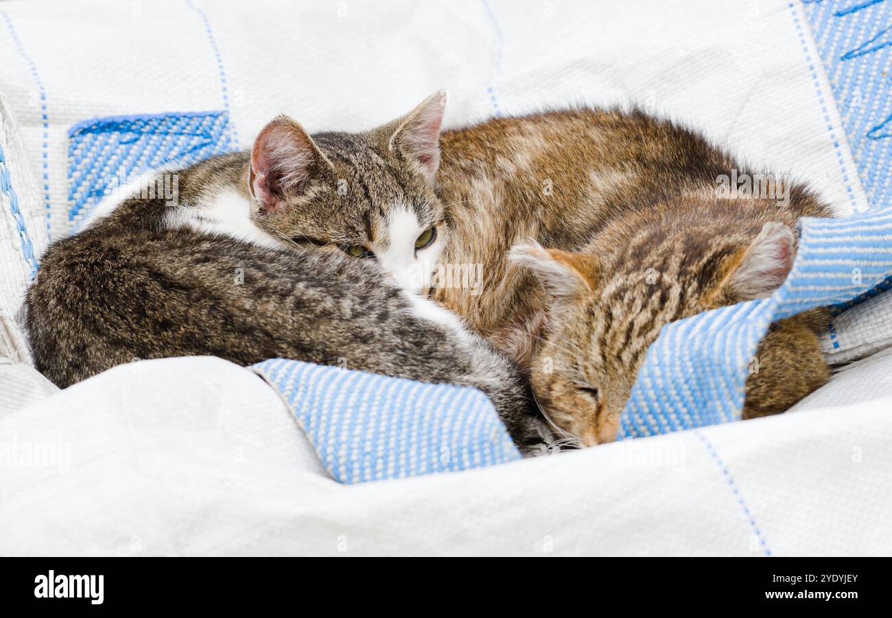 Lazy cat sleeping outside hi-res stock photography and images - Alamy