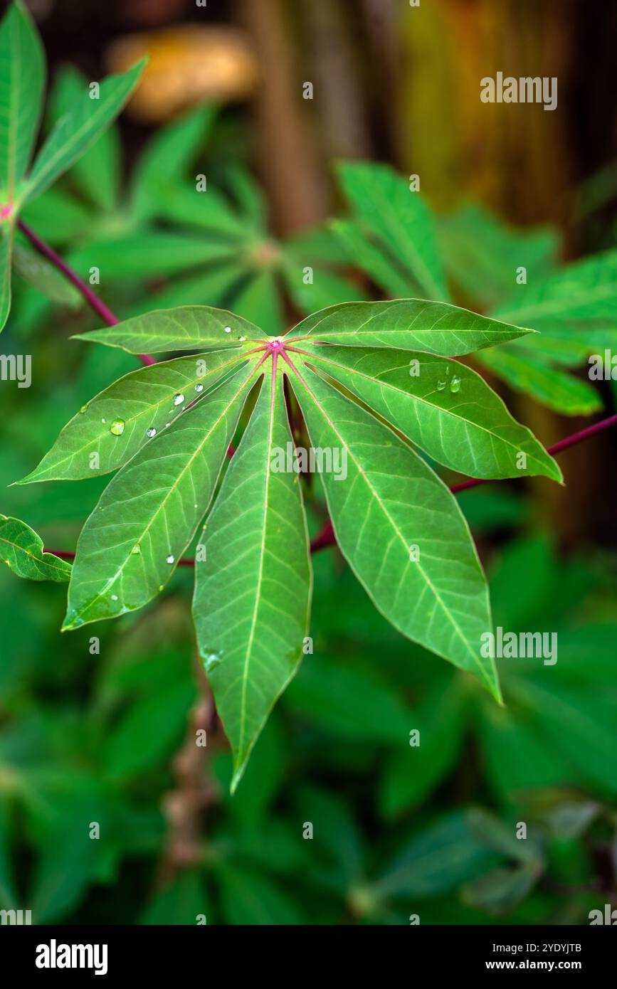 Cassava leaf hi-res stock photography and images - Alamy