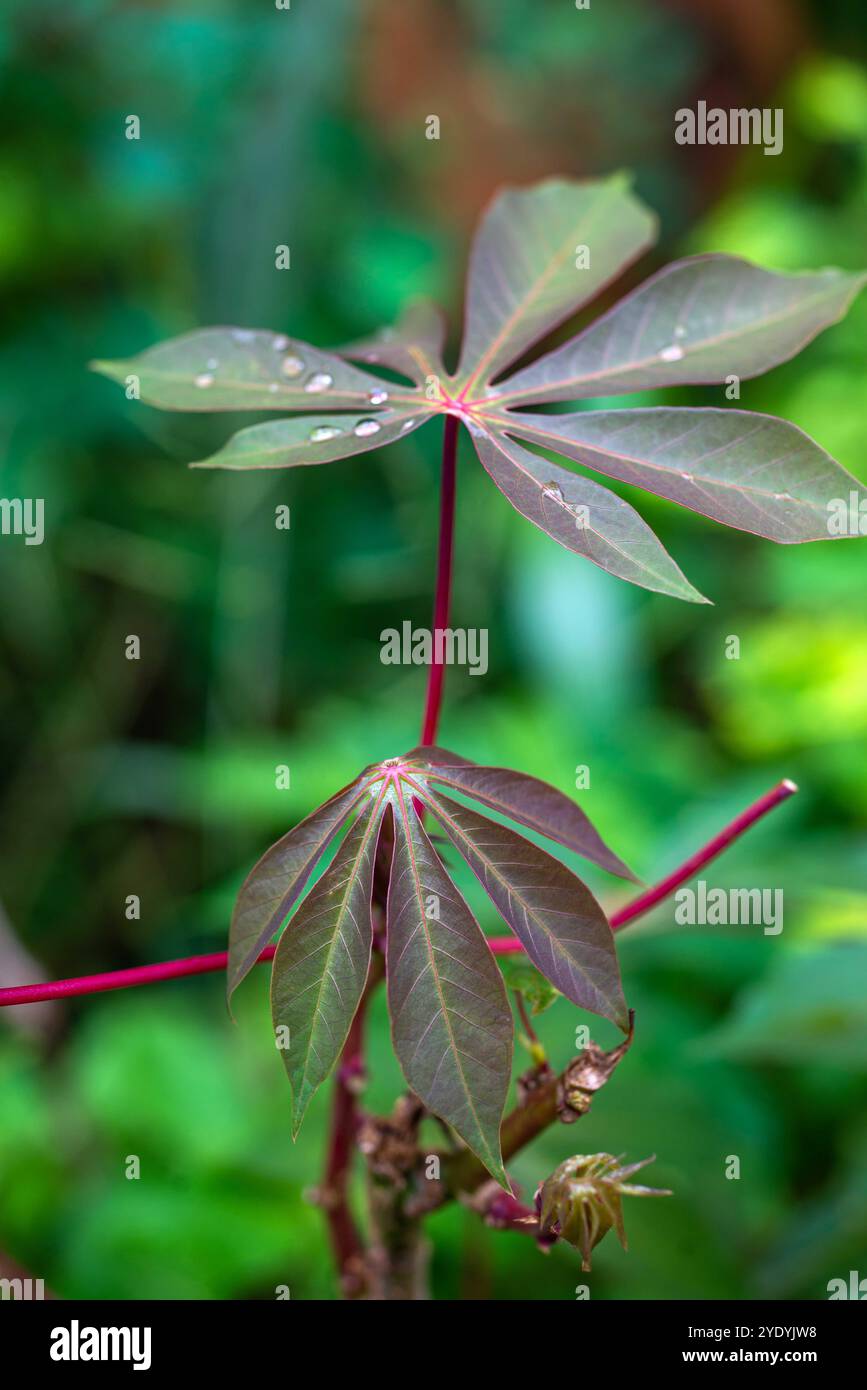 Cassava leaf detail Stock Photo - Alamy