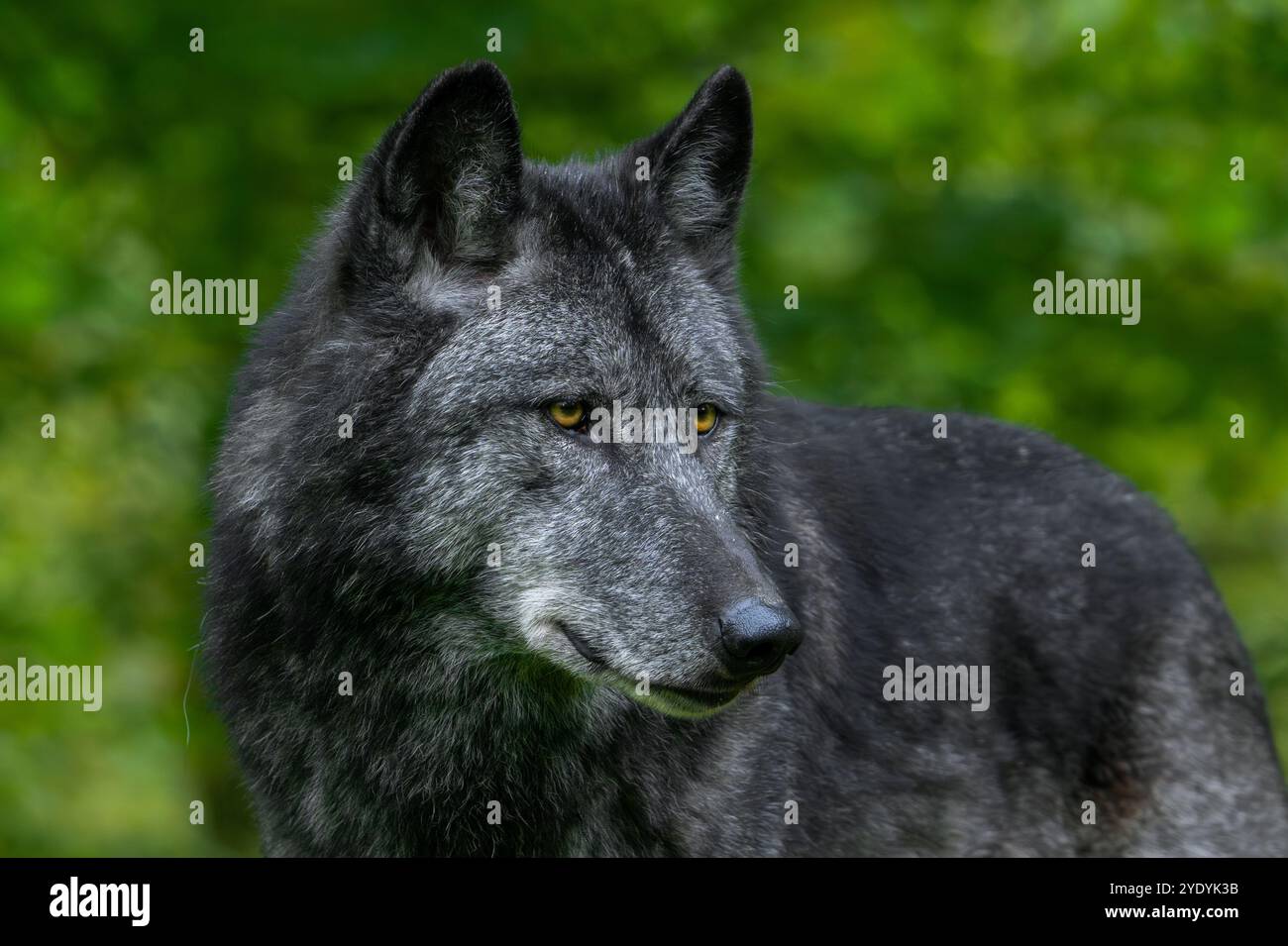 Black Northwestern wolf / Mackenzie Valley wolf / Alaskan timber wolf ...