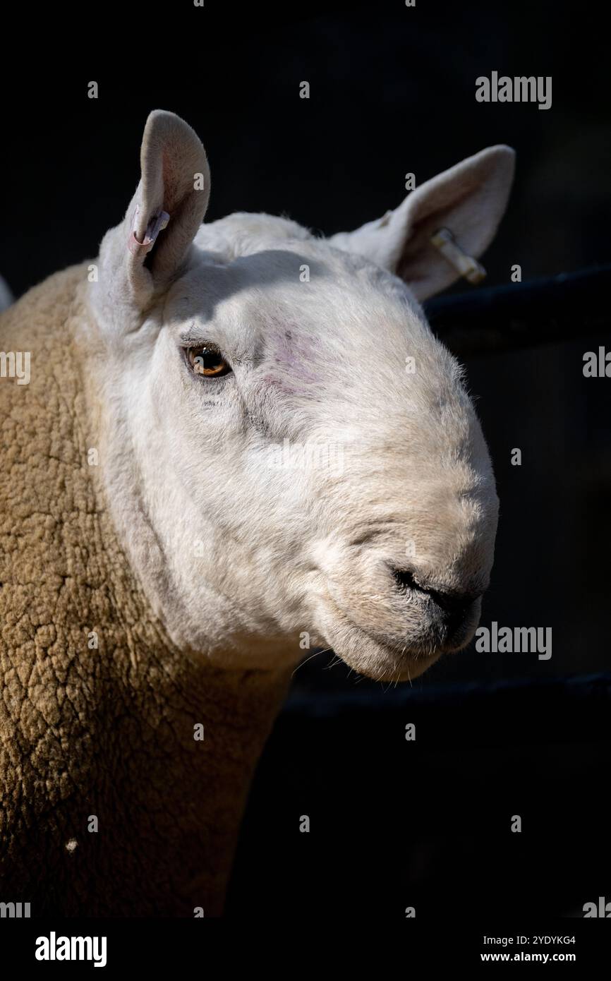 North Country Cheviot ram in atmospheric light at a sale, Lockerbie, UK ...