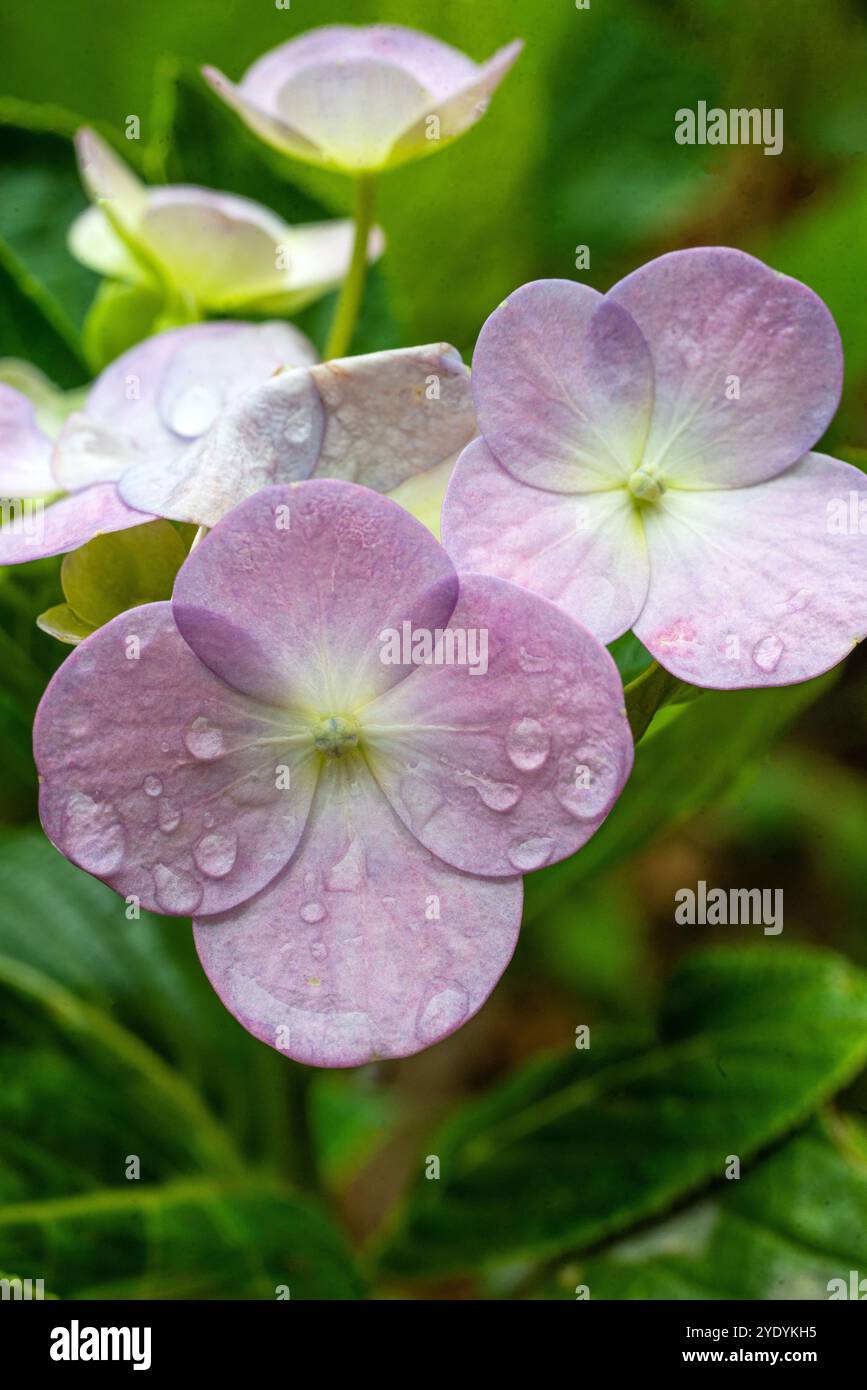 Vertical hydrangea plant flower hi-res stock photography and images - Alamy