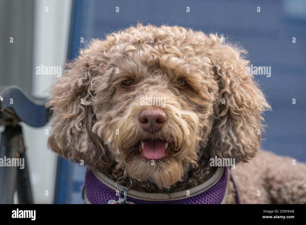 Small brown also known as liver-colored labradoodle dog Stock Photo - Alamy