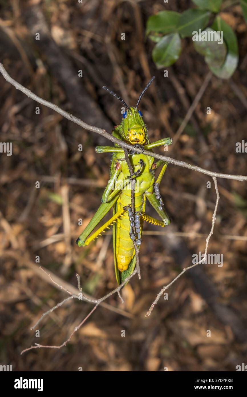 Green milkweed locust hi-res stock photography and images - Alamy