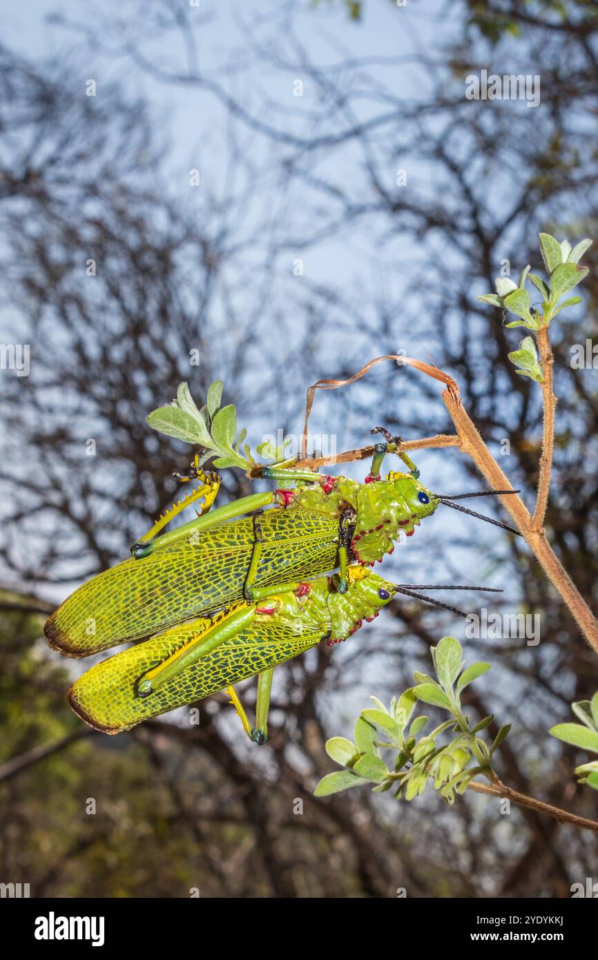 Green Milkweed Locust sitting (Phymateus viridipes), Cape Town, South ...