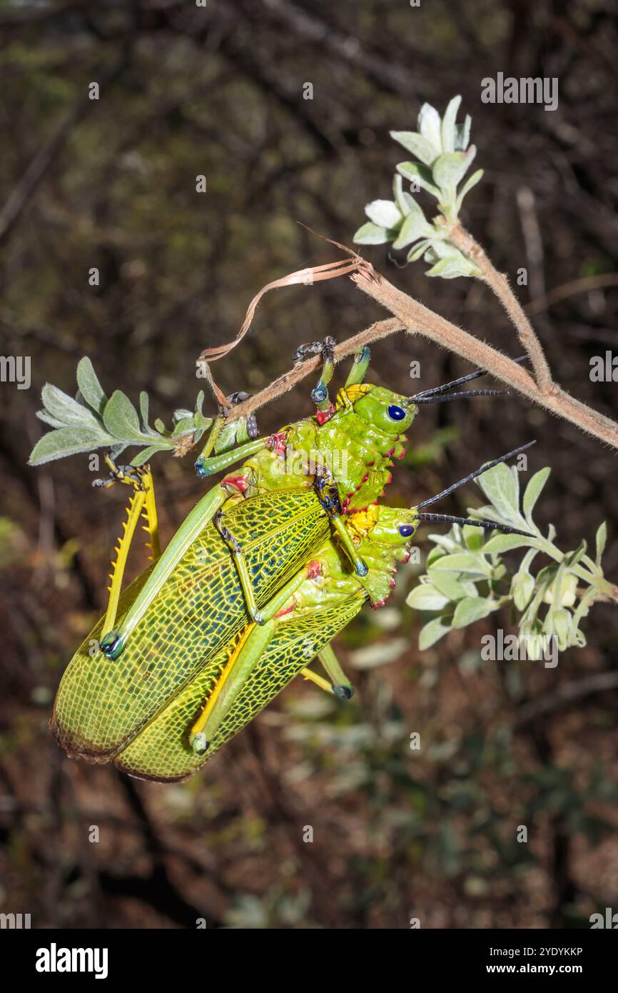 Green Milkweed Locust sitting (Phymateus viridipes), Cape Town, South ...