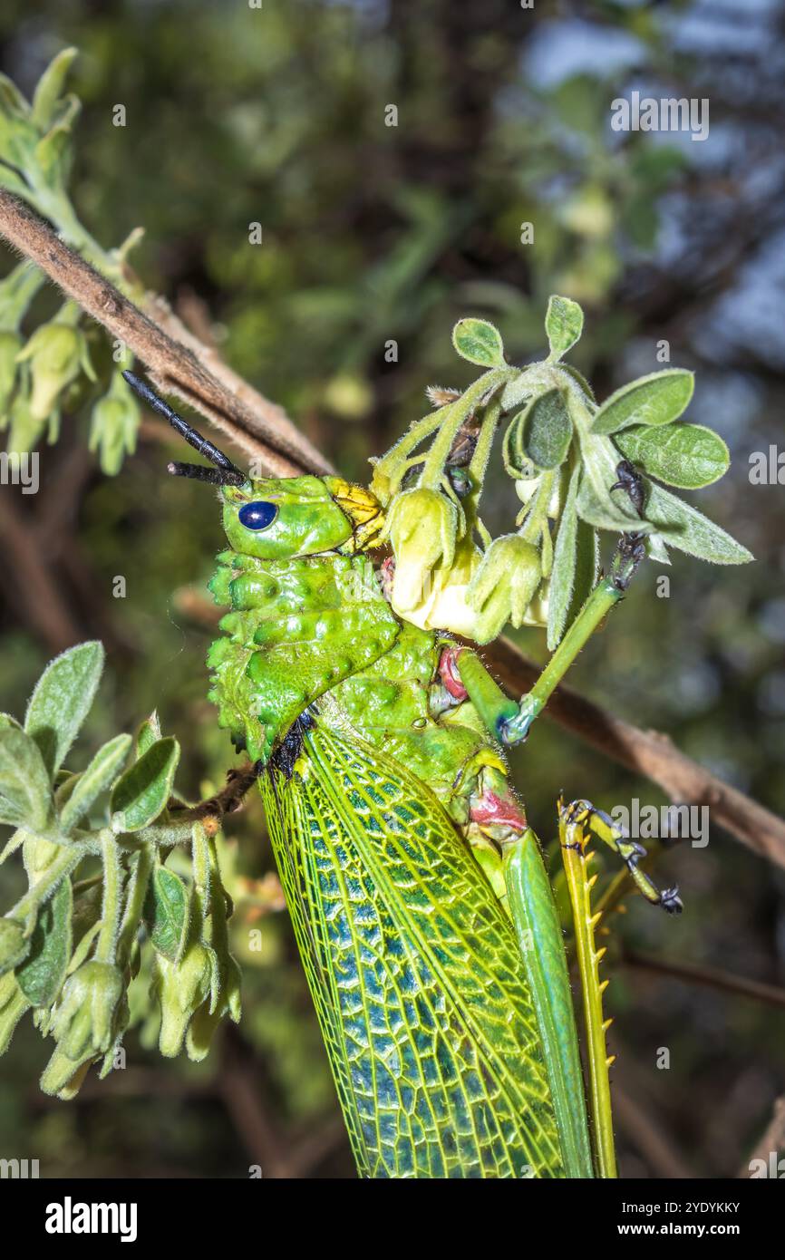 Green Milkweed Locust sitting (Phymateus viridipes), Cape Town, South ...