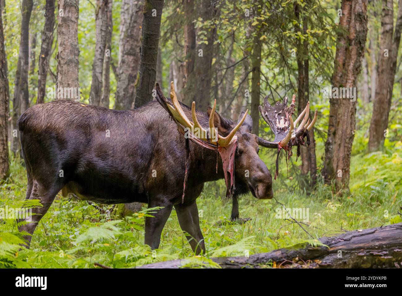 Alaska Yukon Bull Moose in Alaska in Autumn Stock Photo - Alamy