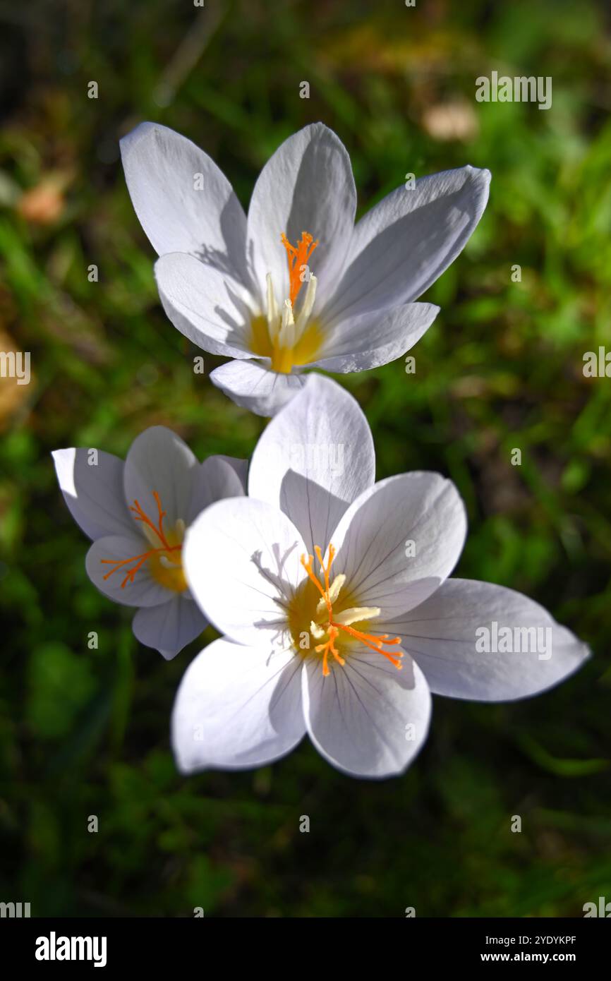 White flowers and orange stamens of autumn crocus, crocus speciosus ...