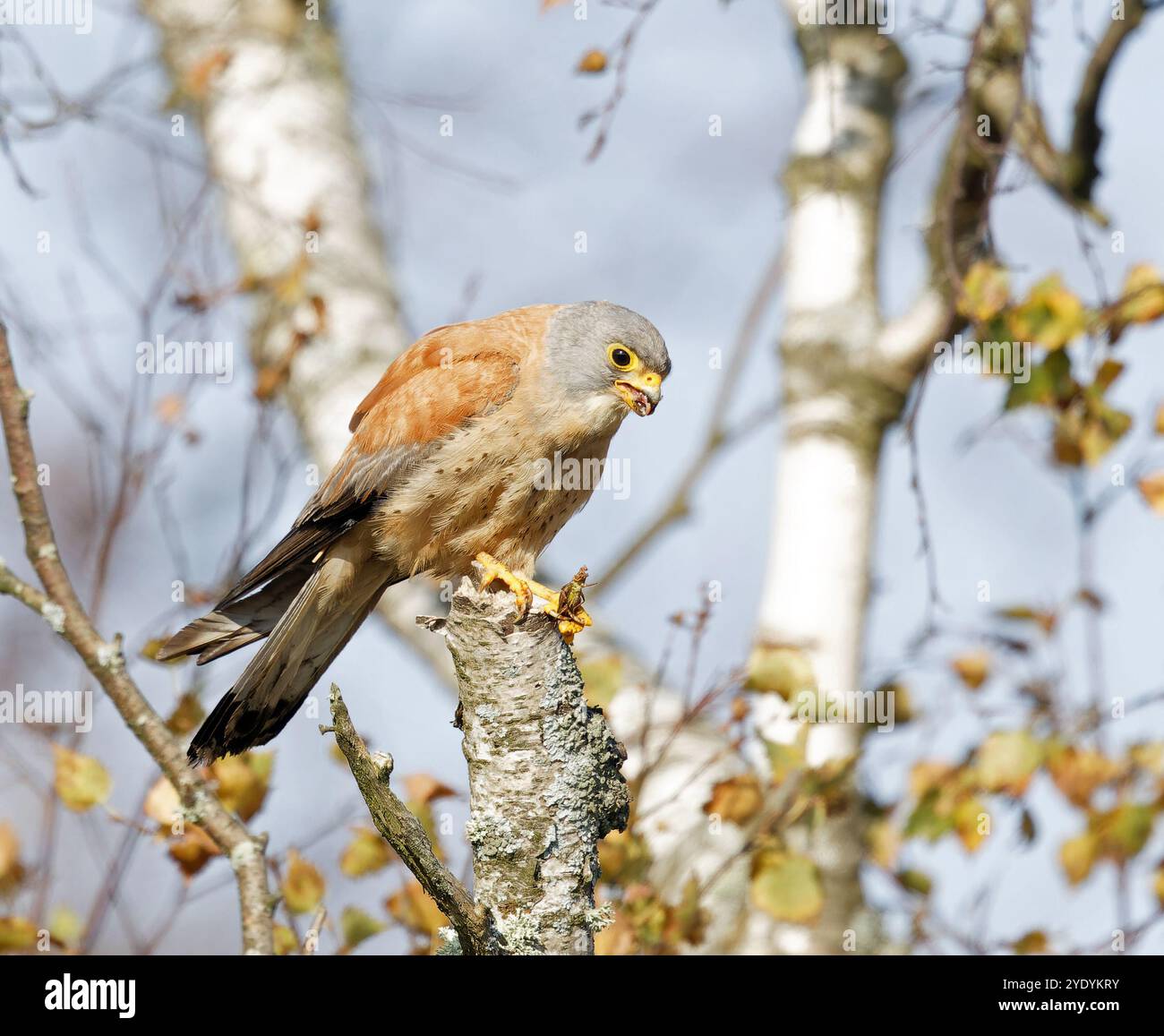 Lesser kestrel sitting on birch with catched insect Stock Photo - Alamy