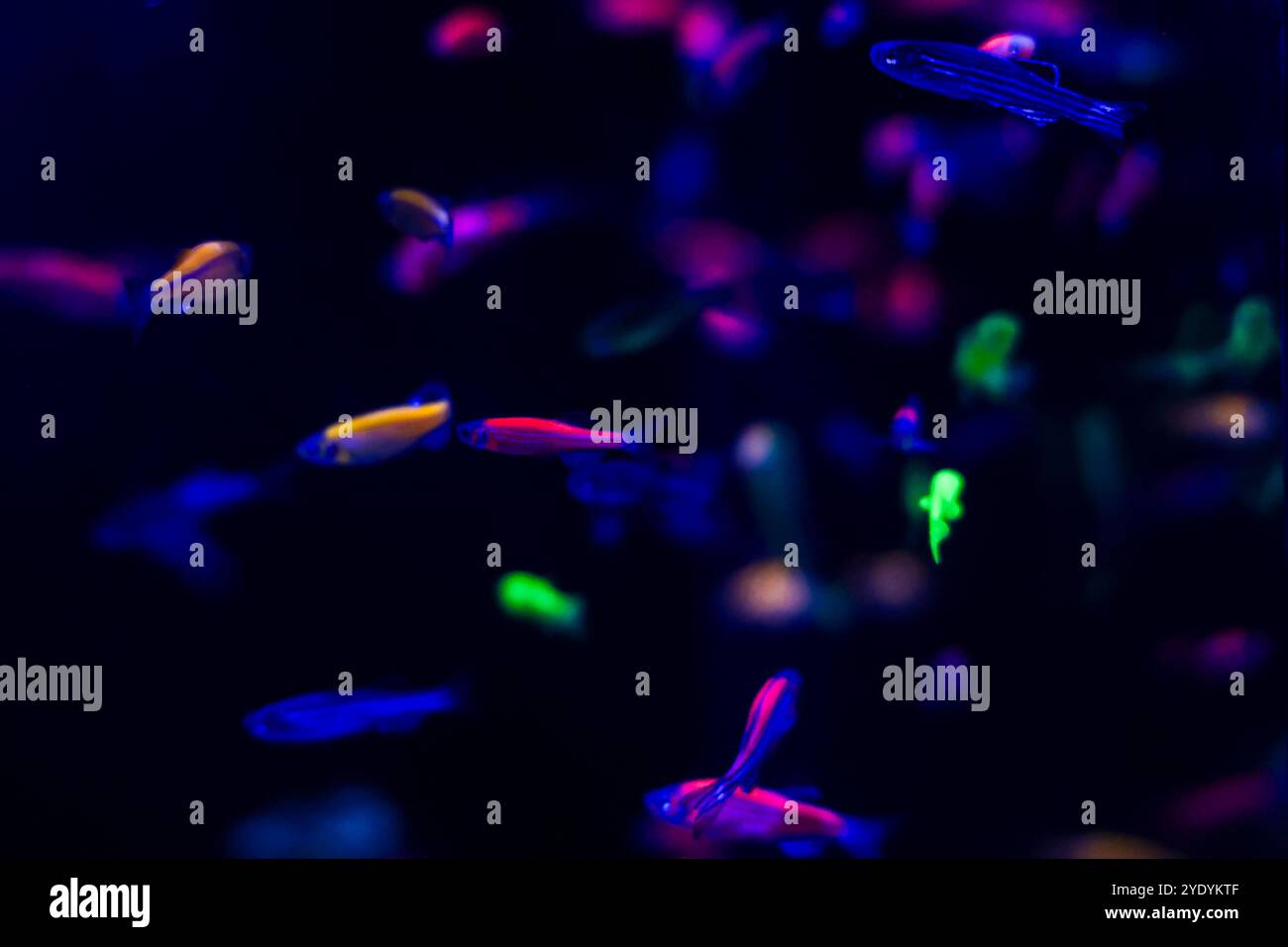 Zebrafish or zebra danio with fluorescent colors in a fish tank at the ...
