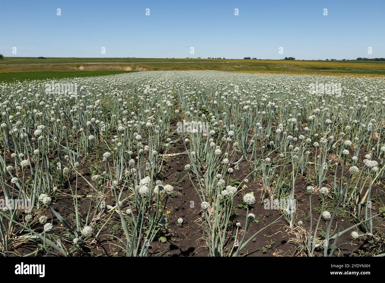 Onion field in bloom grown for seed production. agricultural field with ...