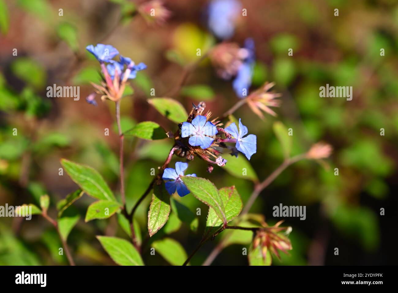 Blue autumn flowers of Ceratostigma willmottianum also known as Chinese ...