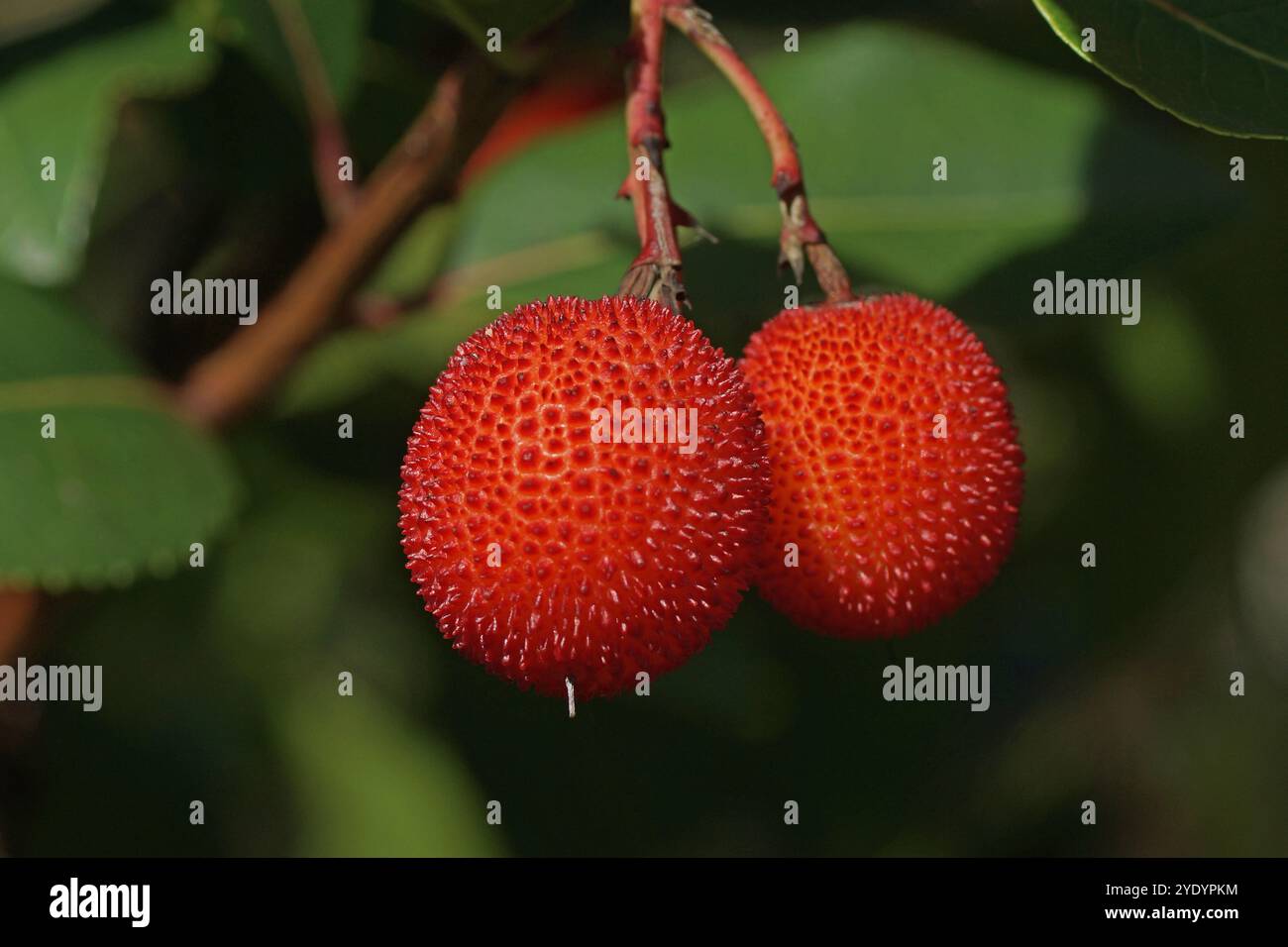 Fruits arbutus unedo in hi-res stock photography and images - Alamy