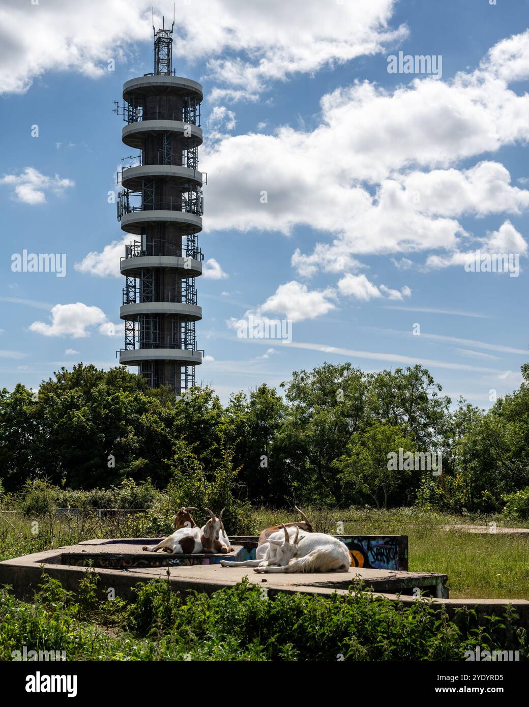 Goats snooze on the old WW2 Purdown Battery Bristol's Stoke Park, where ...
