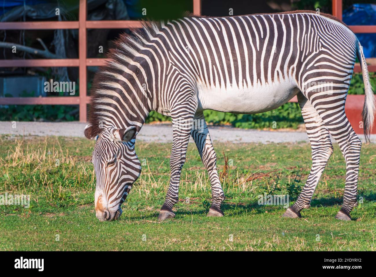 Grevy's zebra, lat Equus grevyi, also known as the imperial zebra eats ...
