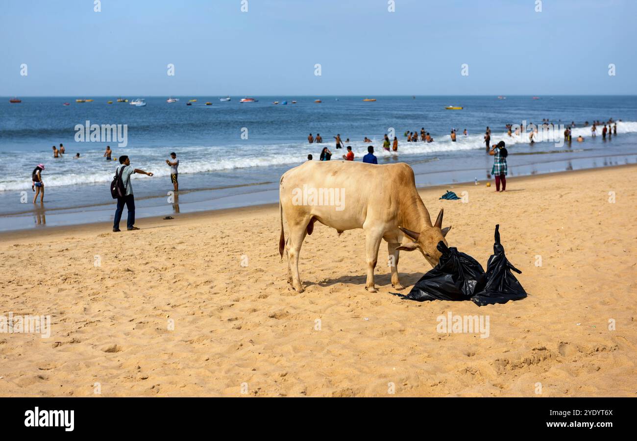 Bull on the beach in Goa, India Stock Photo - Alamy