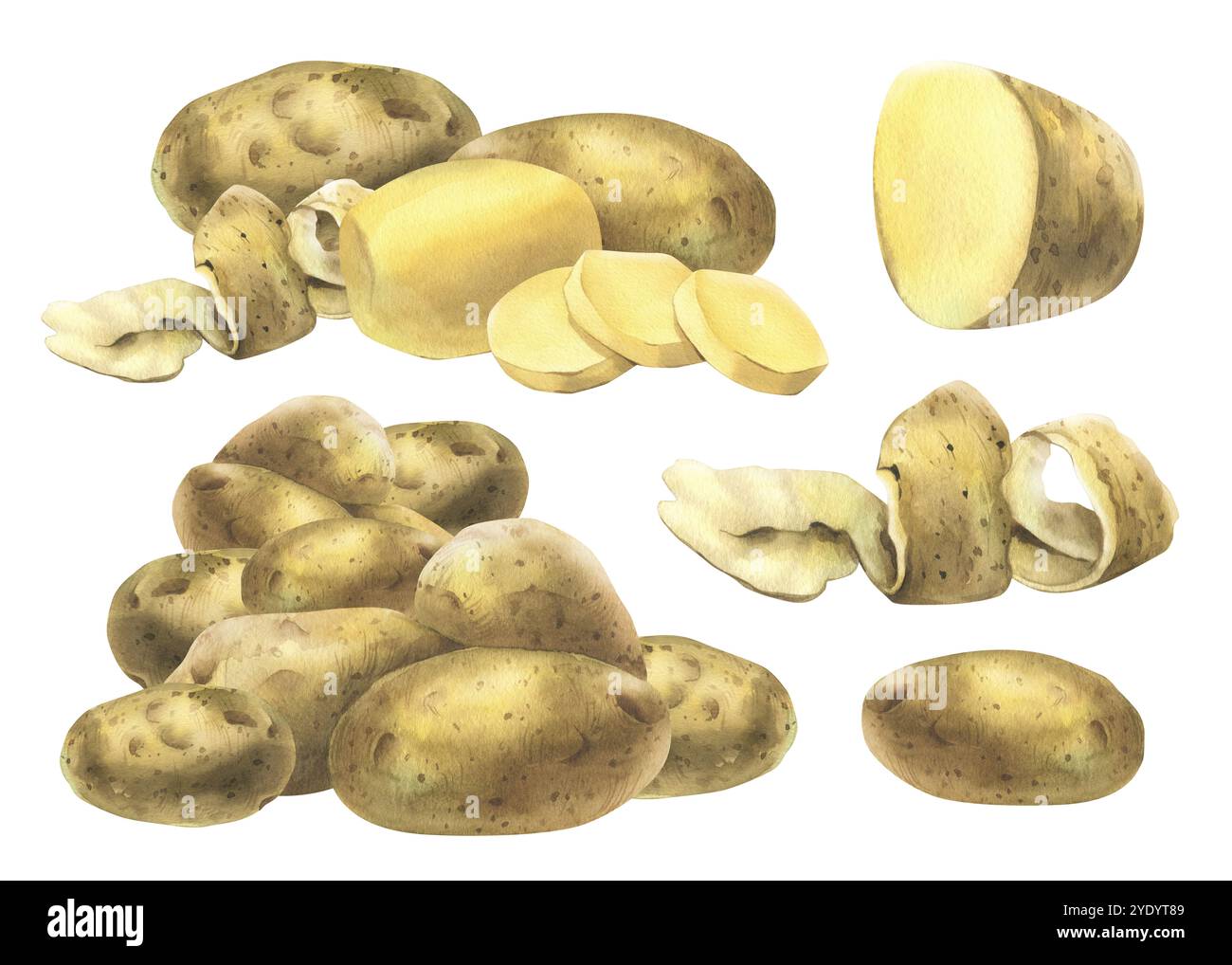White potatoes whole, half, cut, peeled and wedges. Watercolor hand ...