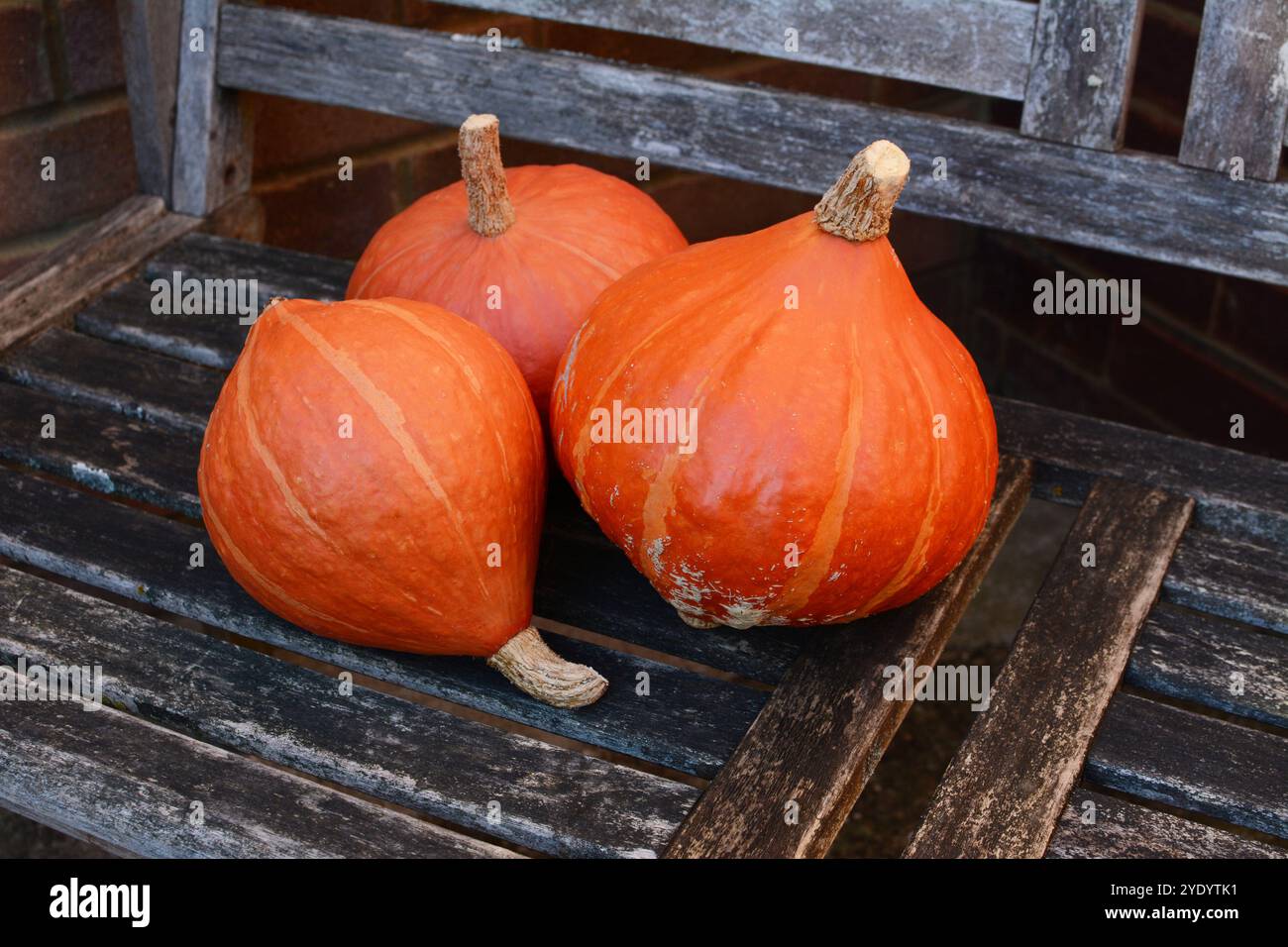 Three orange uchiki kuri squash, Hokkaido pumpkins, on a rustic wooden ...