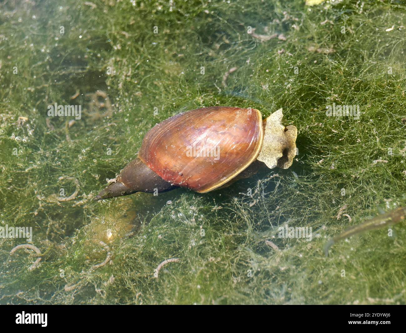 great pond snail, Spitzschlammschnecke, Grande limnée, Lymnaea ...