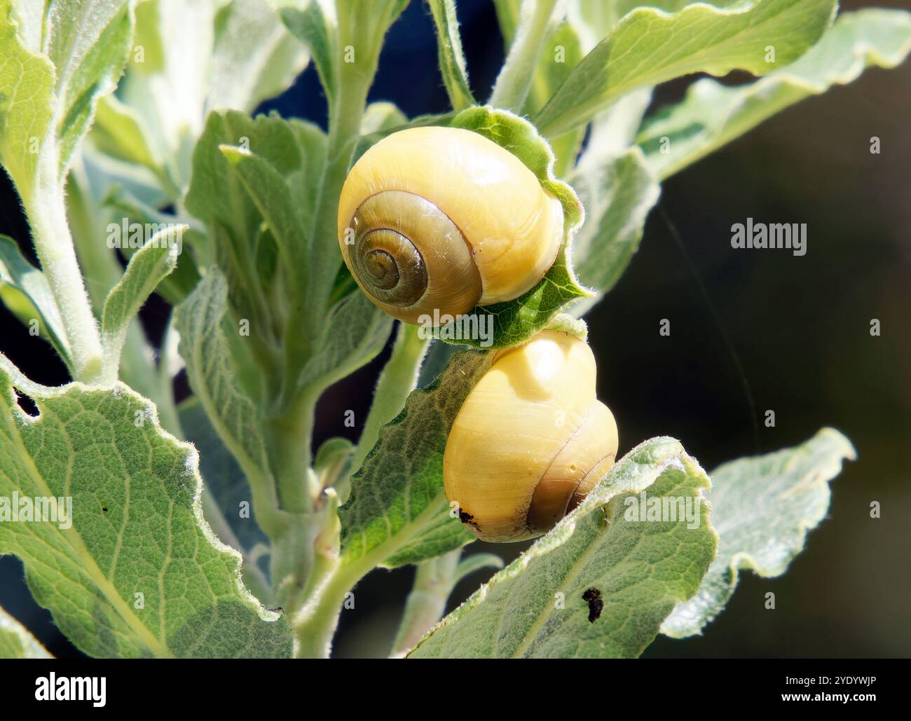 Escargot des jardins hi-res stock photography and images - Alamy