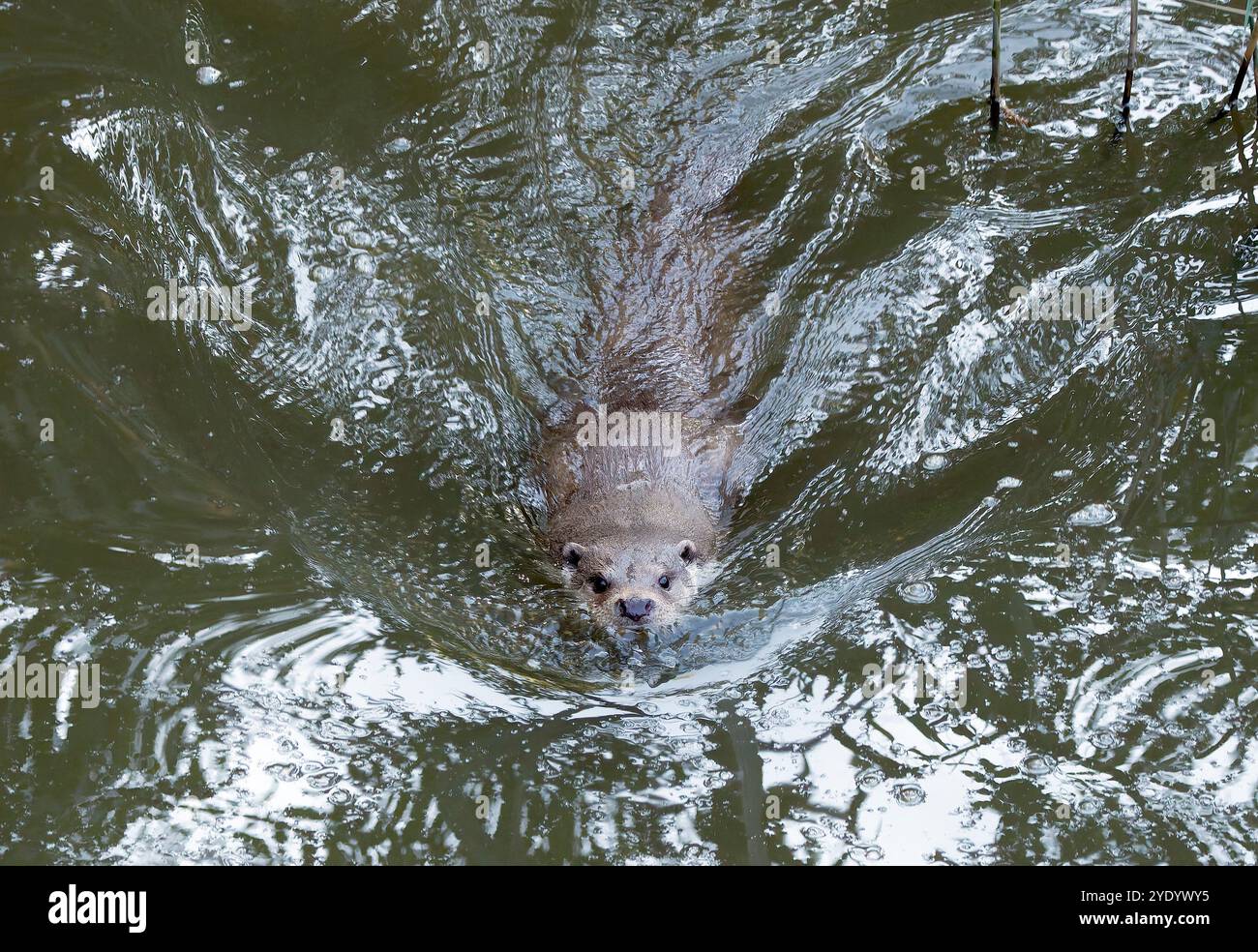 Eurasian otter, European otter, Eurasian river otter, common otter ...