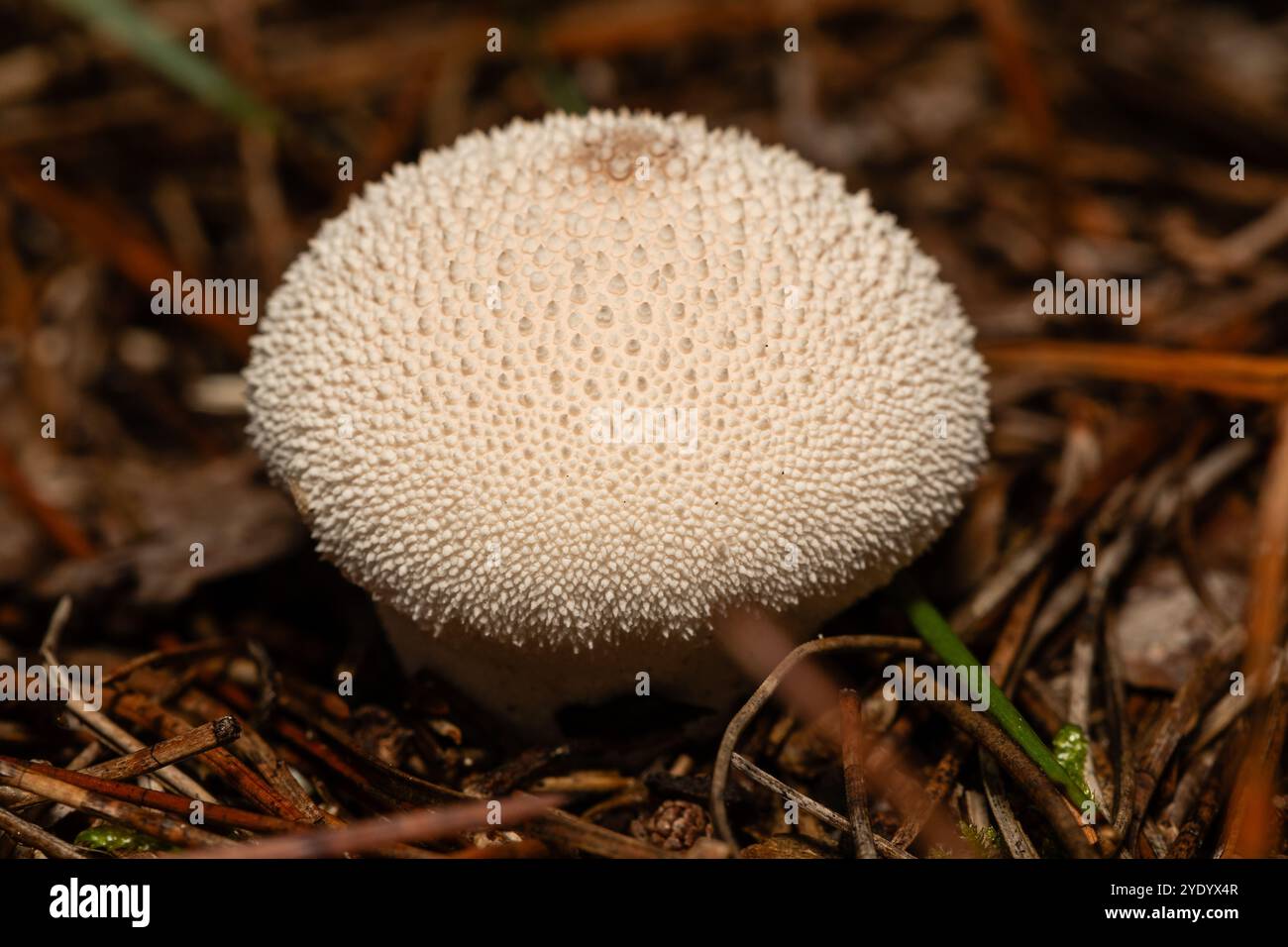 Devils snuff box hi-res stock photography and images - Alamy